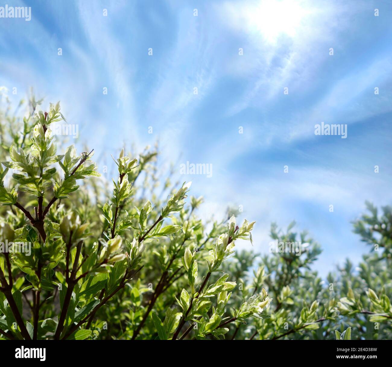 Green plants reaching for the sun, bathing in sunlight as spring ...