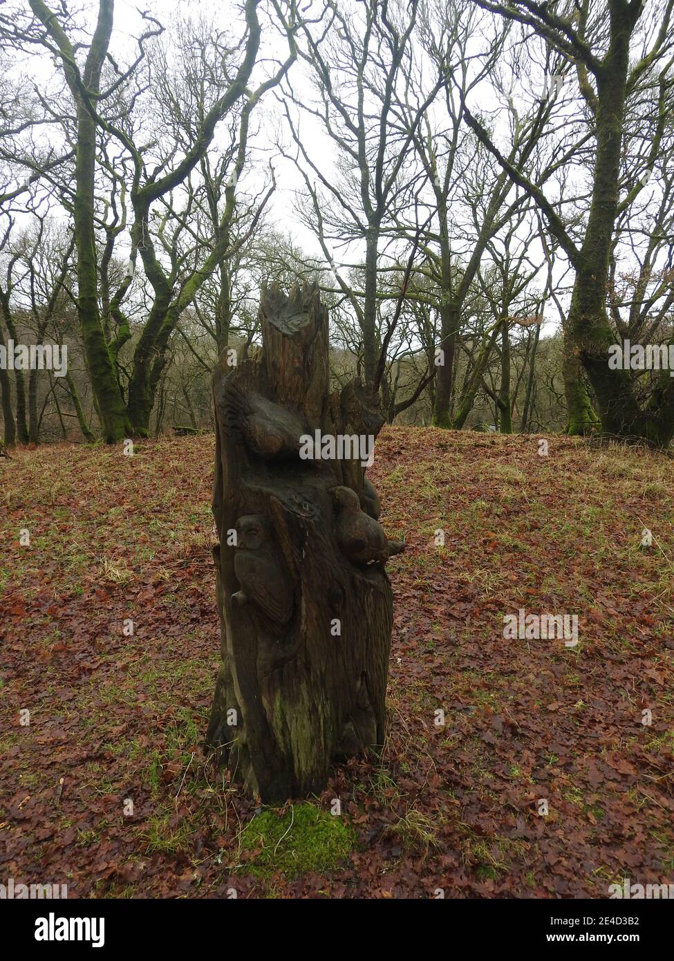 Carved tree stump Jubilee Woodland walk, Wood of Cree, Newton Stewart ...