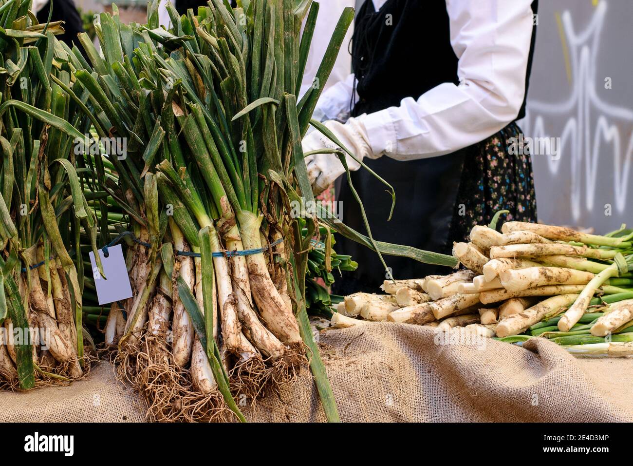 Big bundles of fresh ripe spring onion prepared for cleaning them and ...