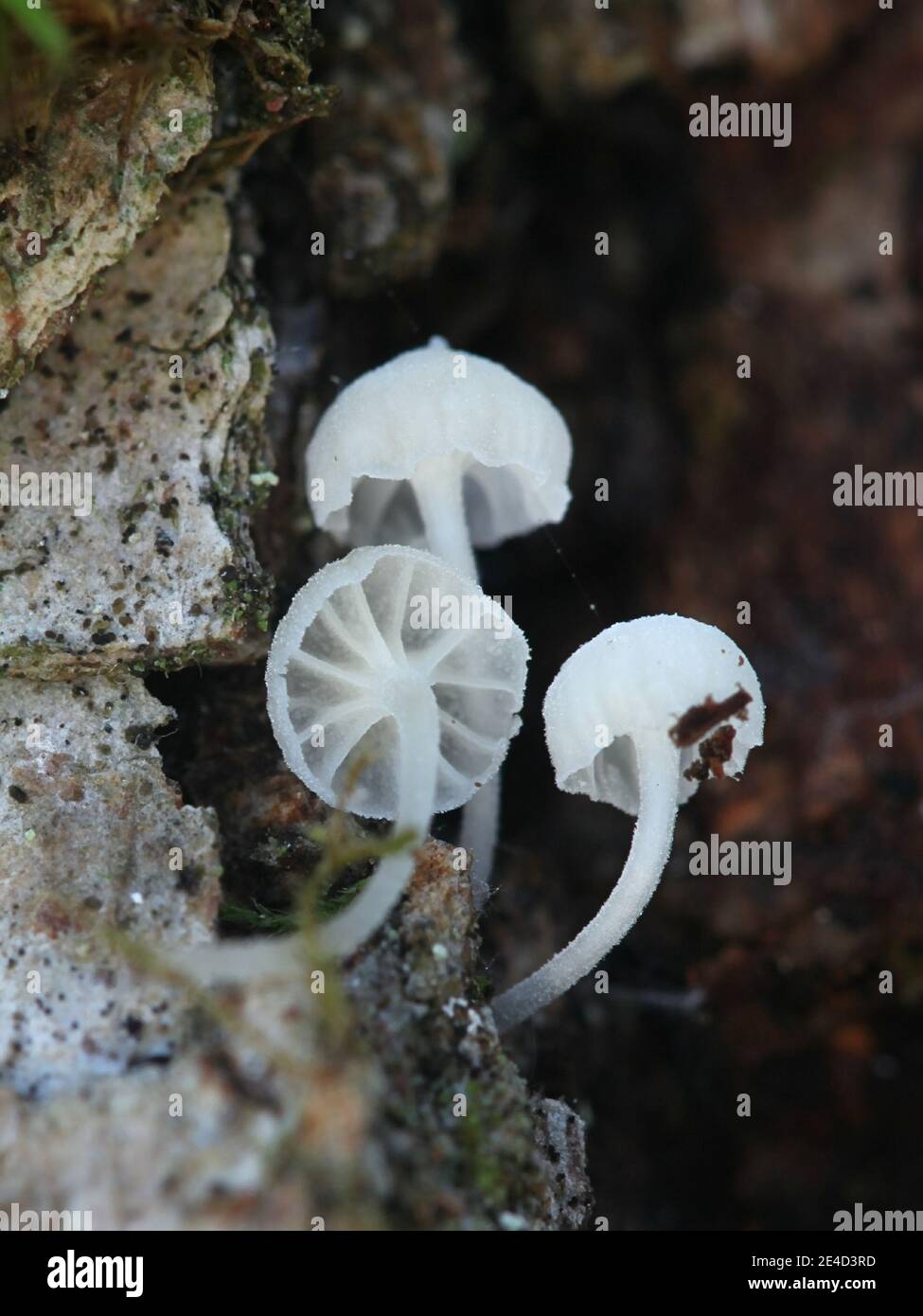 Mycena alba, also known as Phloeomana alba, Ivory bonnet, wild mushroom ...