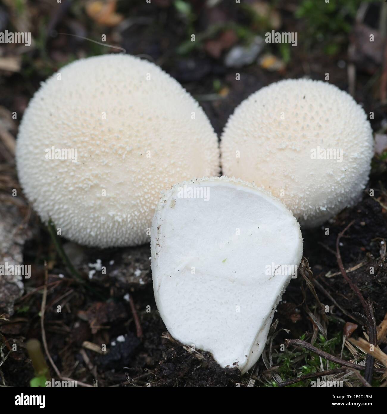 Lycoperdon pratense, also called Vascellum pratense, commonly known as ...
