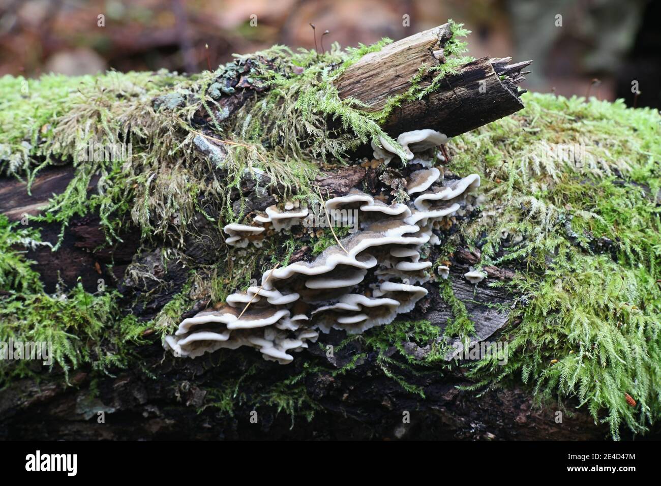 Smoky bracket fungus hi-res stock photography and images - Alamy