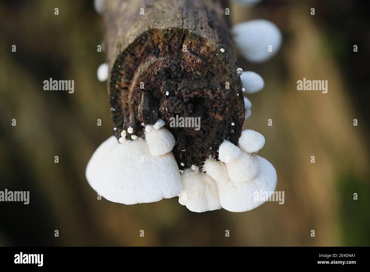 Crepidotus versutus, known as evasive agaric, wild mushroom from ...