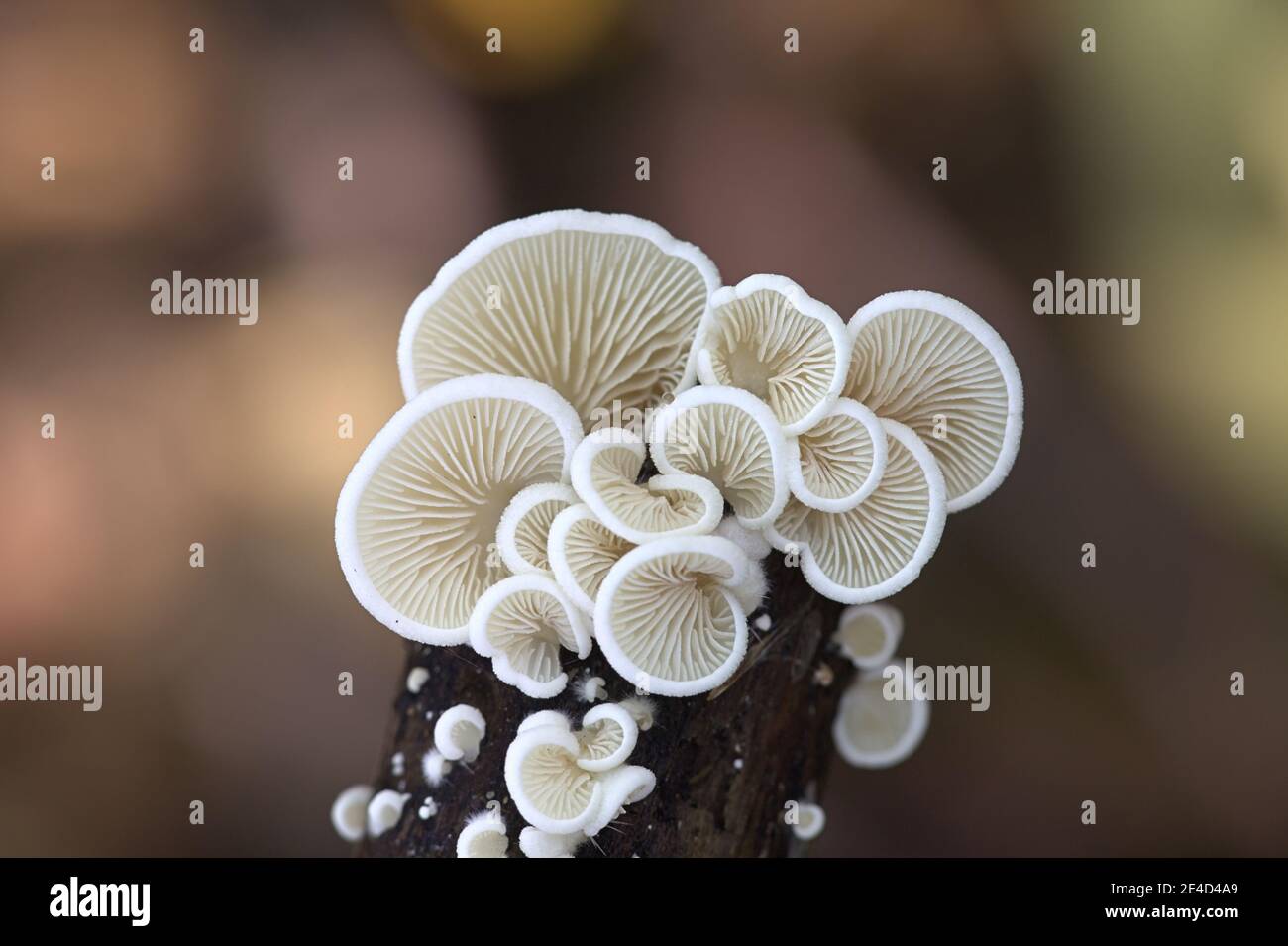 Crepidotus versutus, known as evasive agaric, wild mushroom from ...