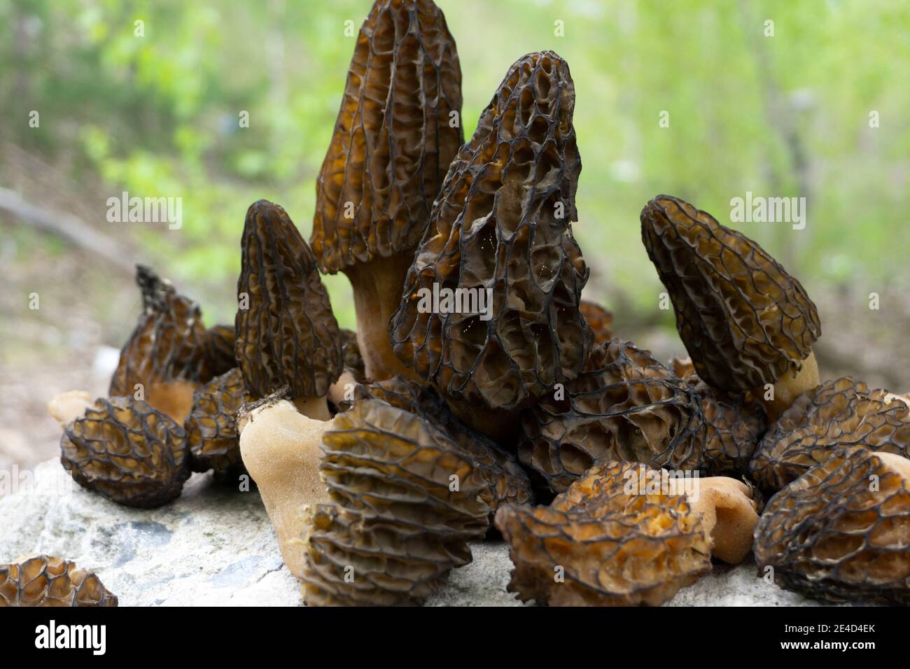 common morel elata mushrooms organic outdoor outdoors Stock Photo - Alamy