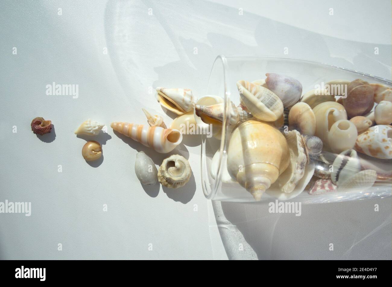 Shell interior decorative hi-res stock photography and images - Alamy