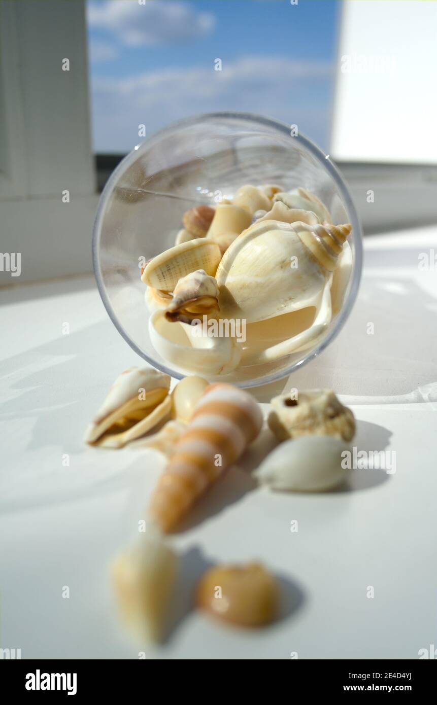 The composition of shells hi-res stock photography and images - Alamy