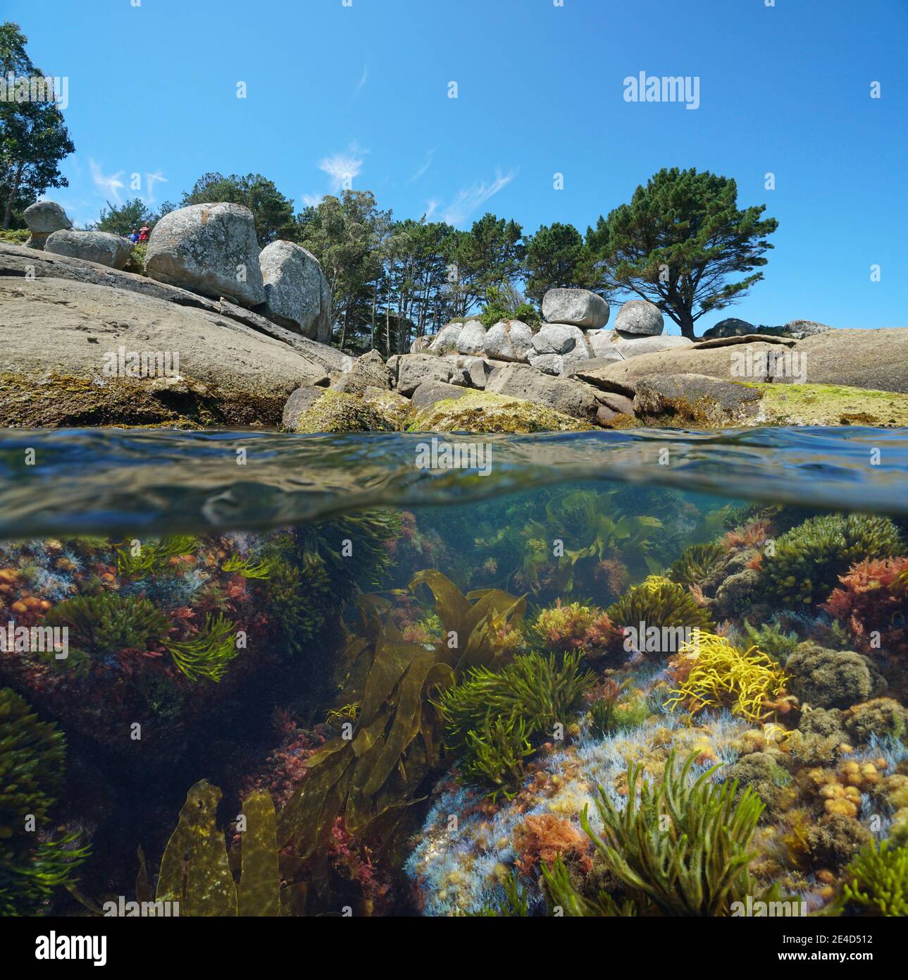 Algae coast hi-res stock photography and images - Alamy