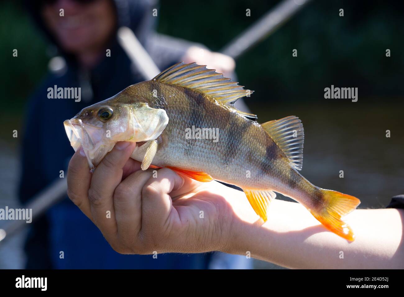 Freshly caught European bass . Catch fisherman. Fisherman caught bass ...
