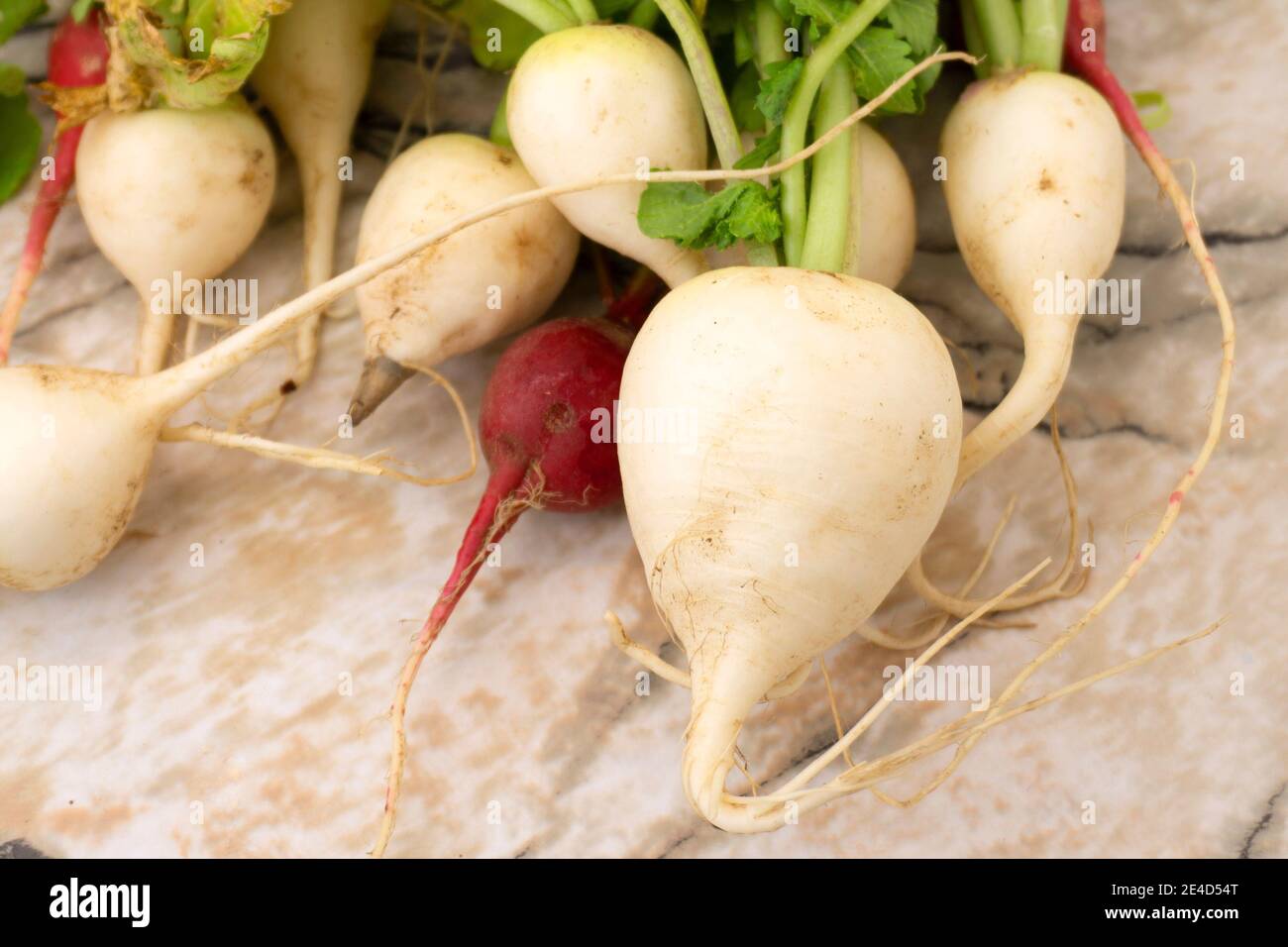 Sell root radish market vegetable hi-res stock photography and images ...