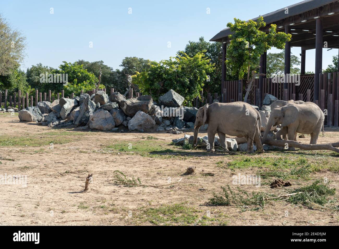 Dubai, United Arab Emirates – January 22, 2021, beautiful Animals in ...