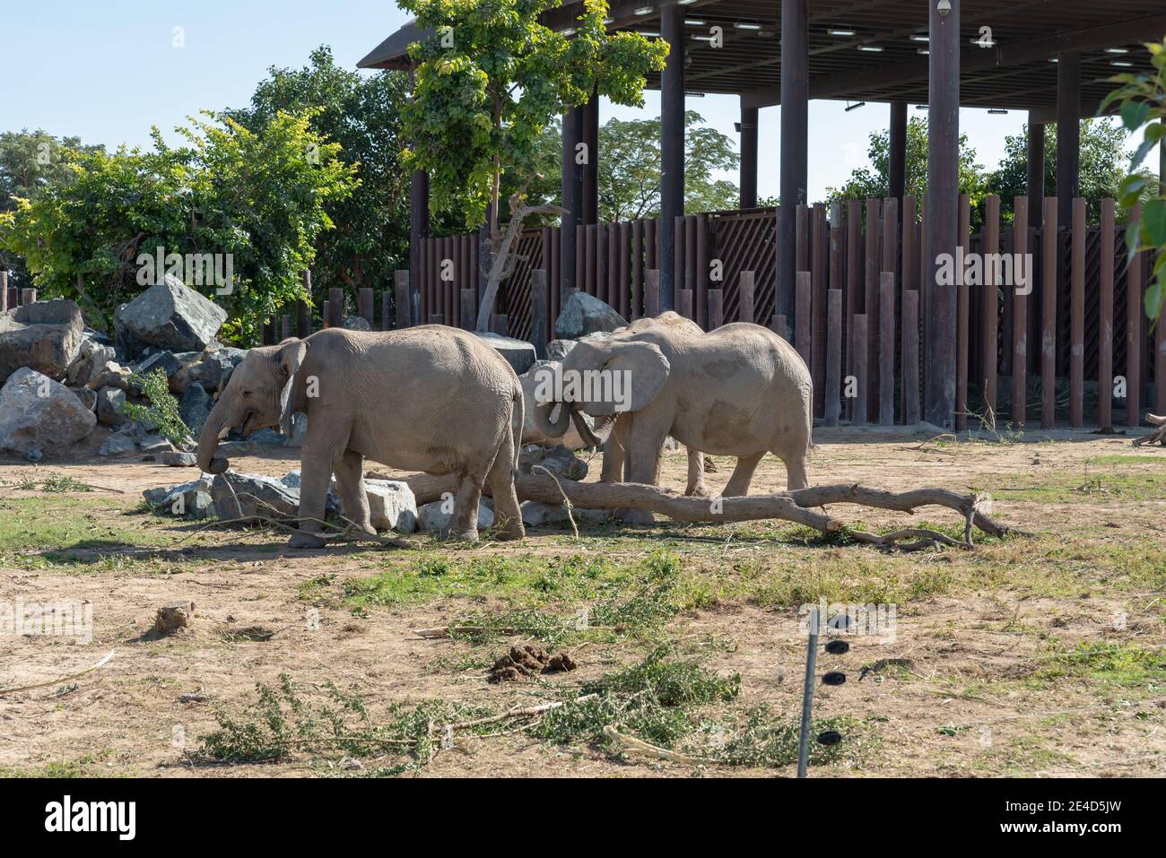 Dubai, United Arab Emirates – January 22, 2021, beautiful Animals in ...