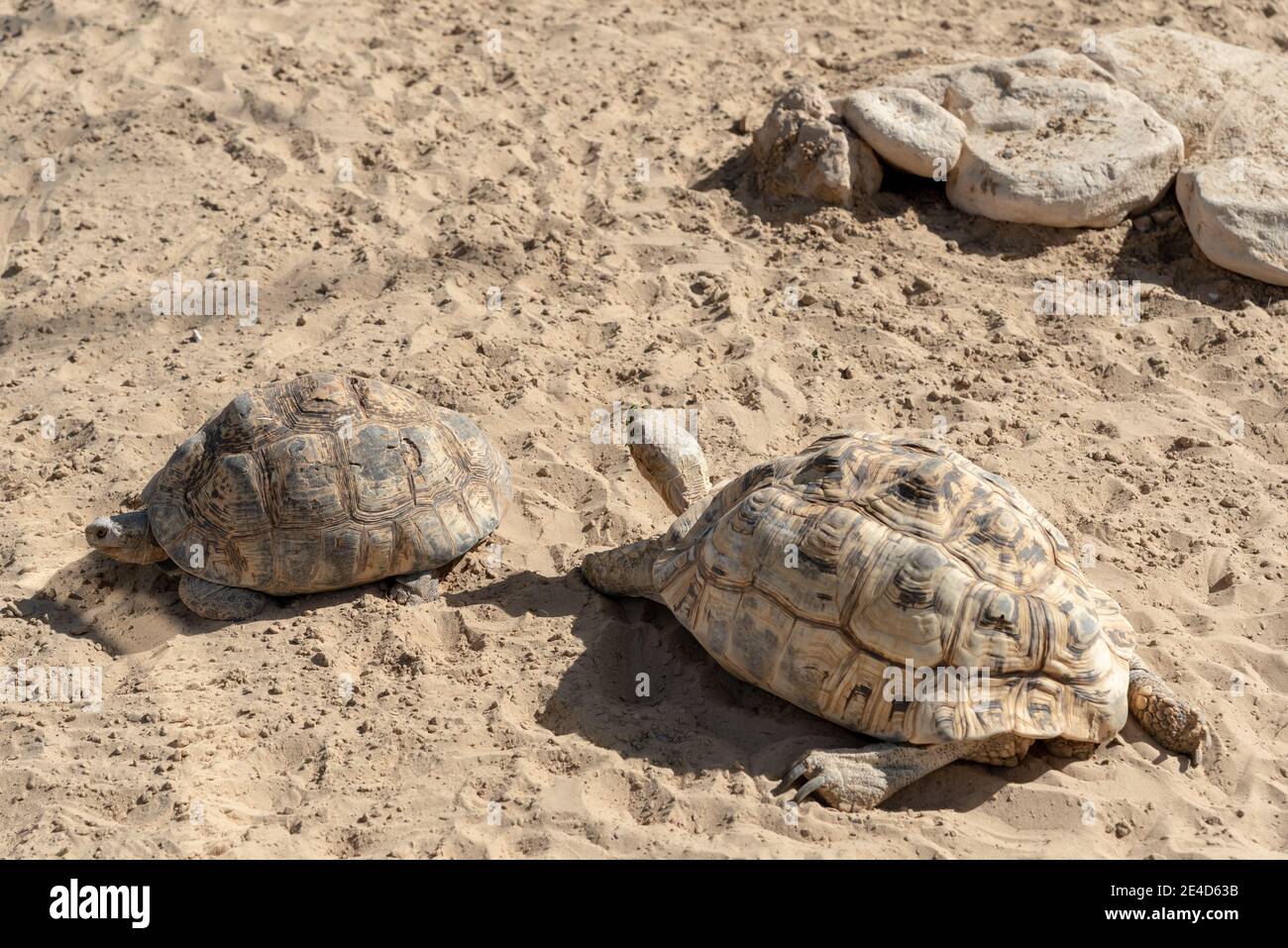Dubai, United Arab Emirates – January 22, 2021, beautiful Animals in ...