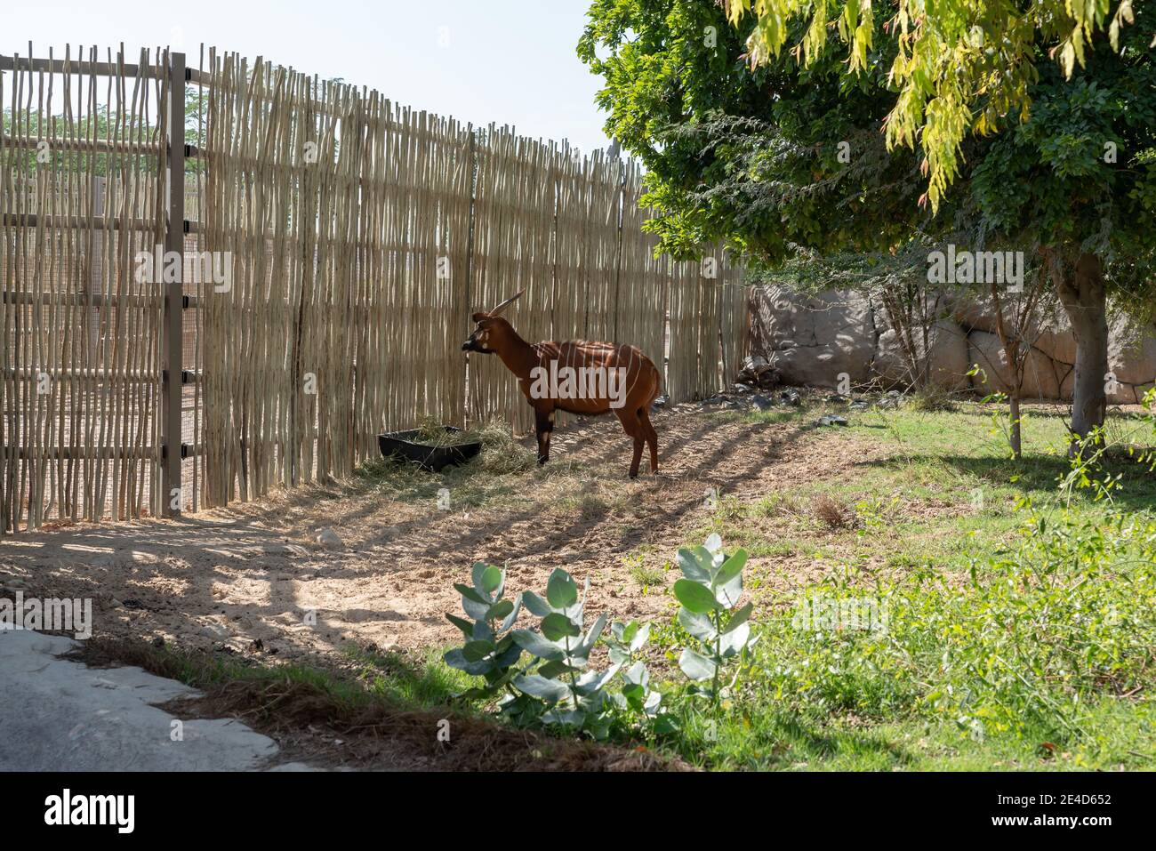Dubai, United Arab Emirates – January 22, 2021, beautiful Animals in ...