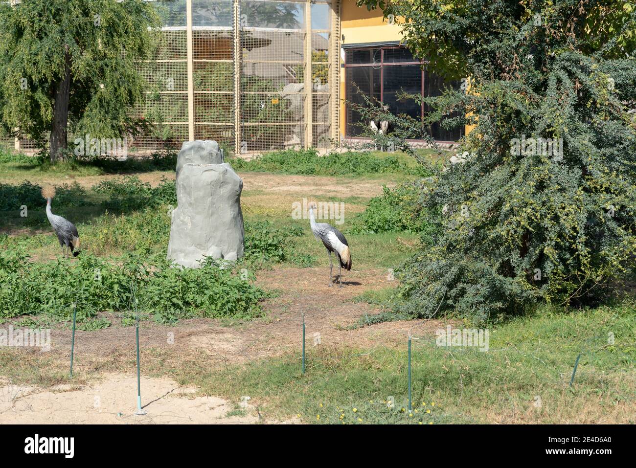 Dubai, United Arab Emirates – January 22, 2021, beautiful Animals in ...