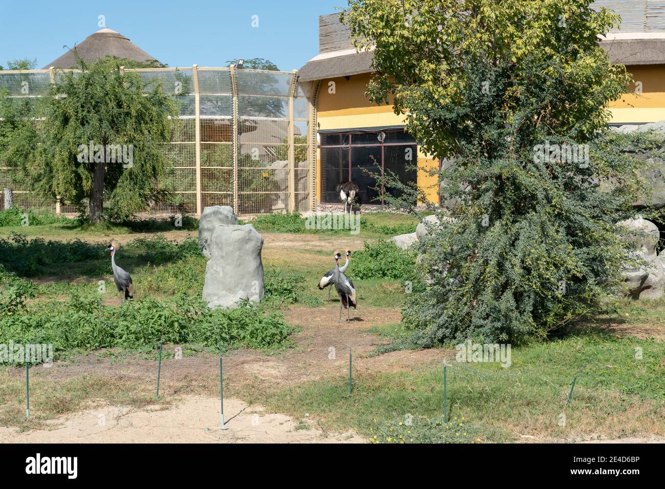 Dubai, United Arab Emirates – January 22, 2021, beautiful Animals in ...