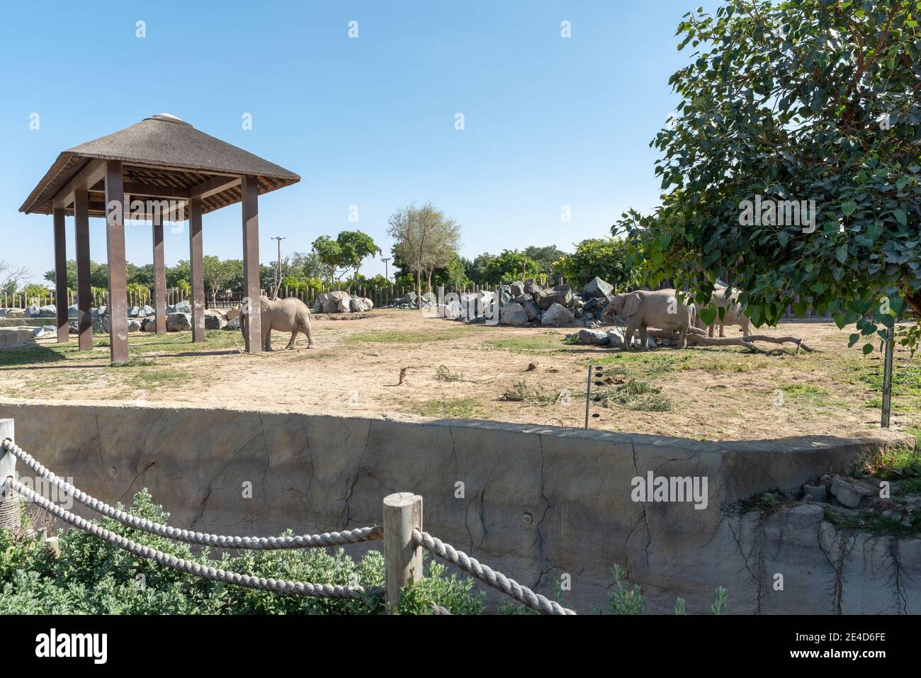 Dubai, United Arab Emirates – January 22, 2021, beautiful Animals in ...