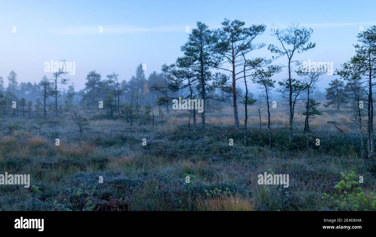 misty mire landscape with swamp pines and traditional mire vegetation ...