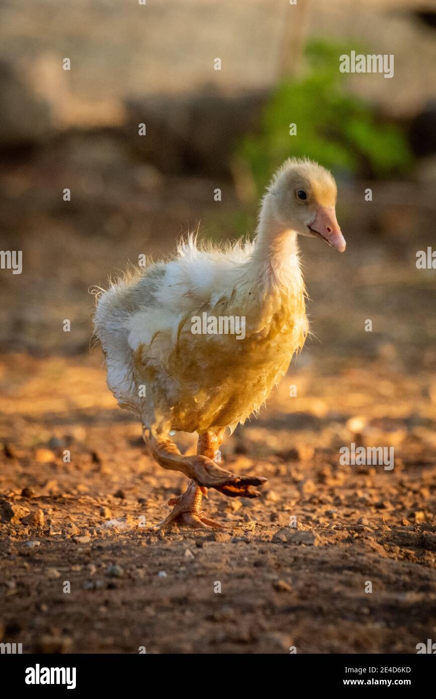 Gosling walks in sunshine lifting right foot Stock Photo - Alamy