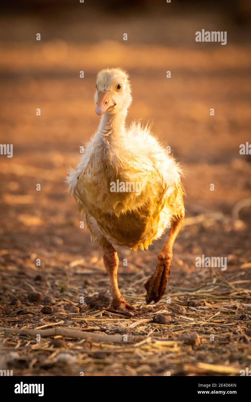 Gosling walking towards camera lifting left foot Stock Photo - Alamy