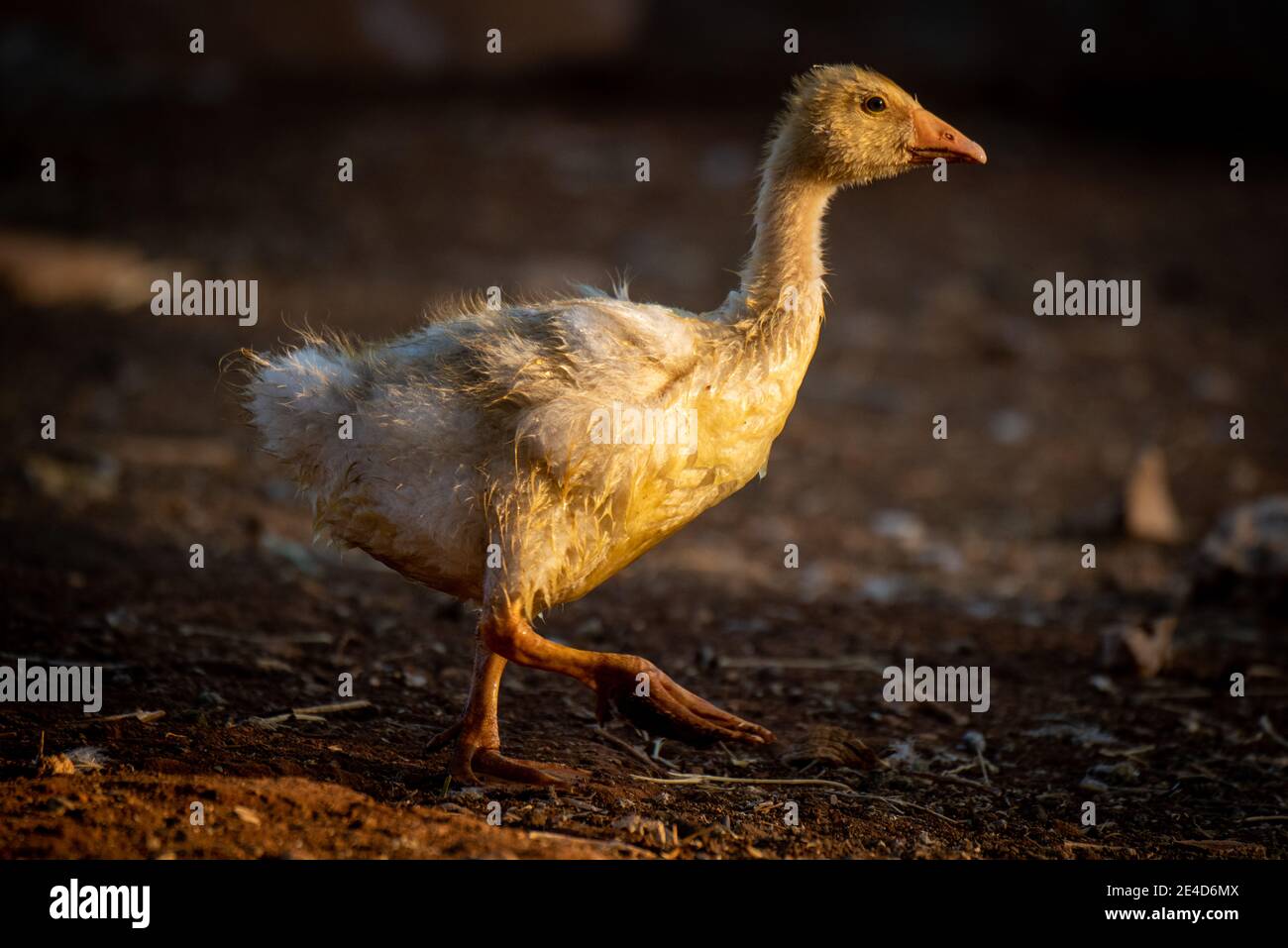 Gosling walks over messy ground lifting foot Stock Photo - Alamy