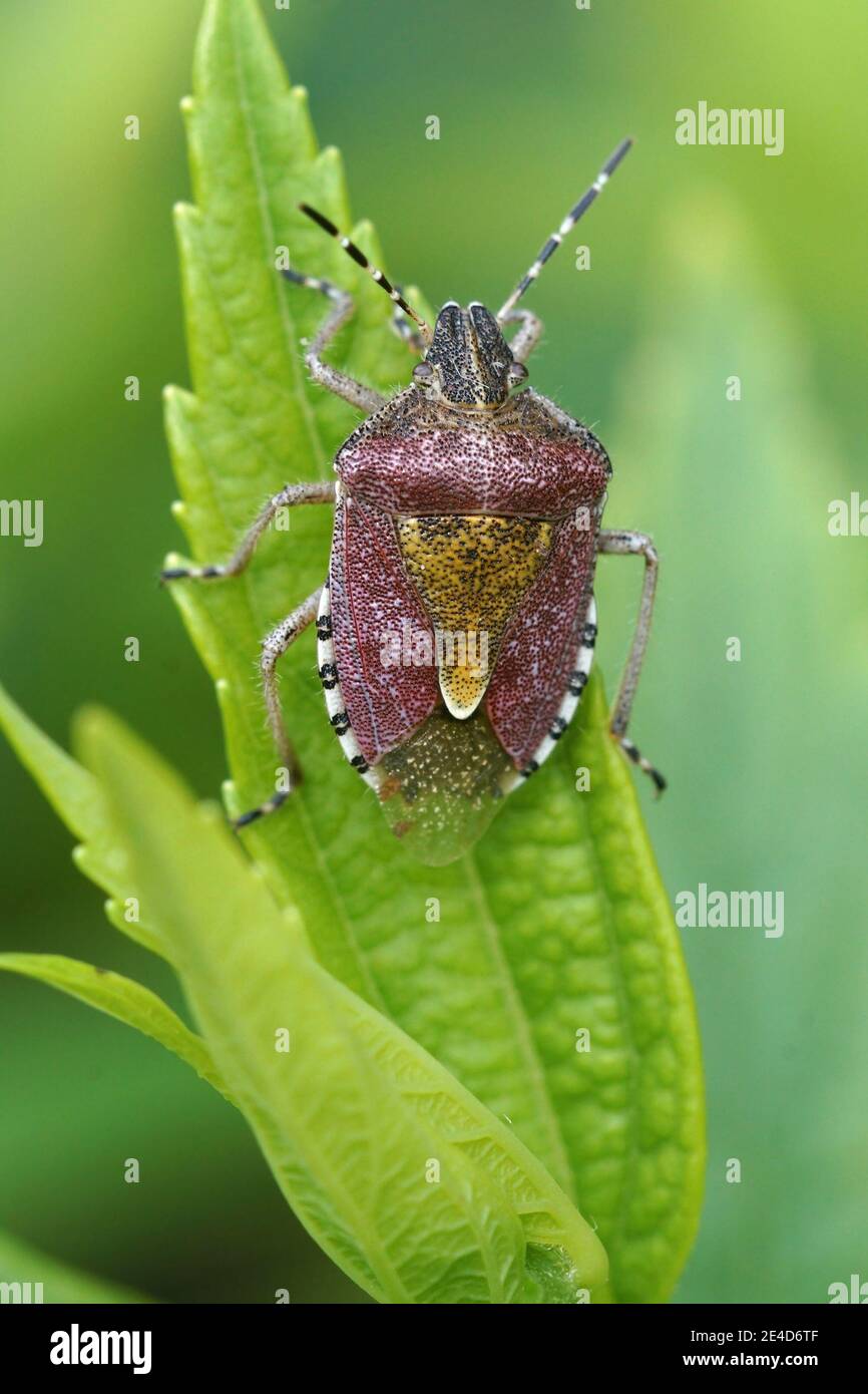 Close up of hairy shieldbug hi-res stock photography and images - Alamy