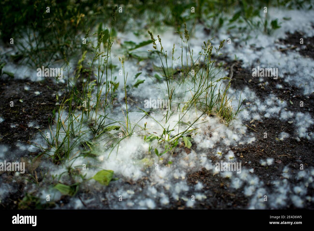 july fluff in the grass Stock Photo - Alamy