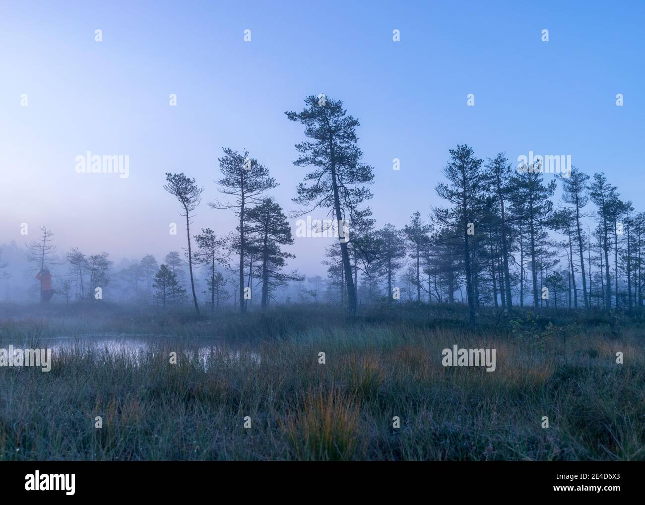 misty mire landscape with swamp pines and traditional mire vegetation ...