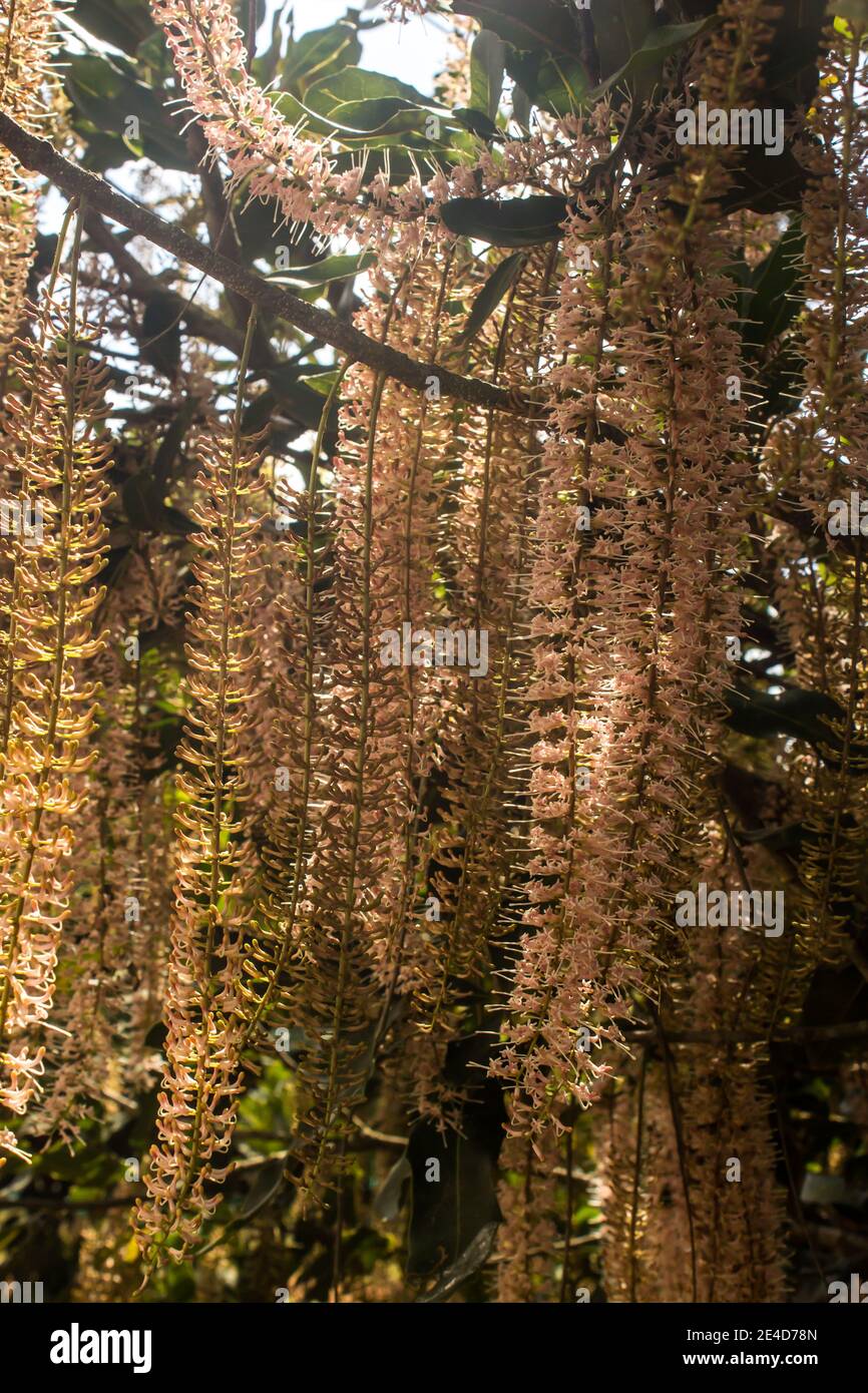 Large cluster of creamy pink flowers of a Macadamia tree in bloom in ...