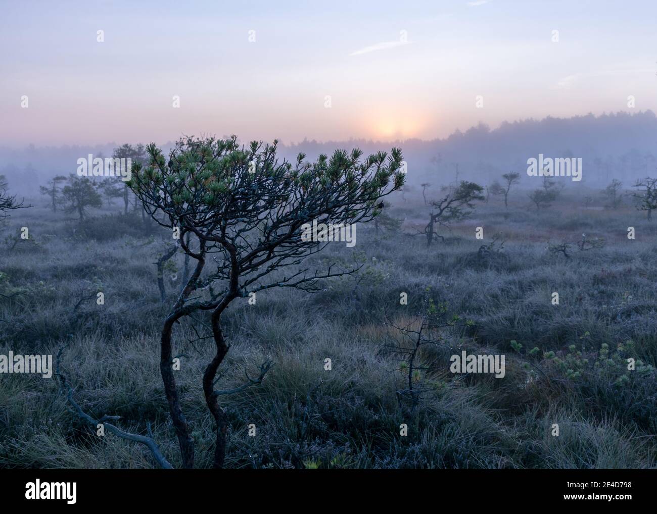 misty mire landscape with swamp pines and traditional mire vegetation ...