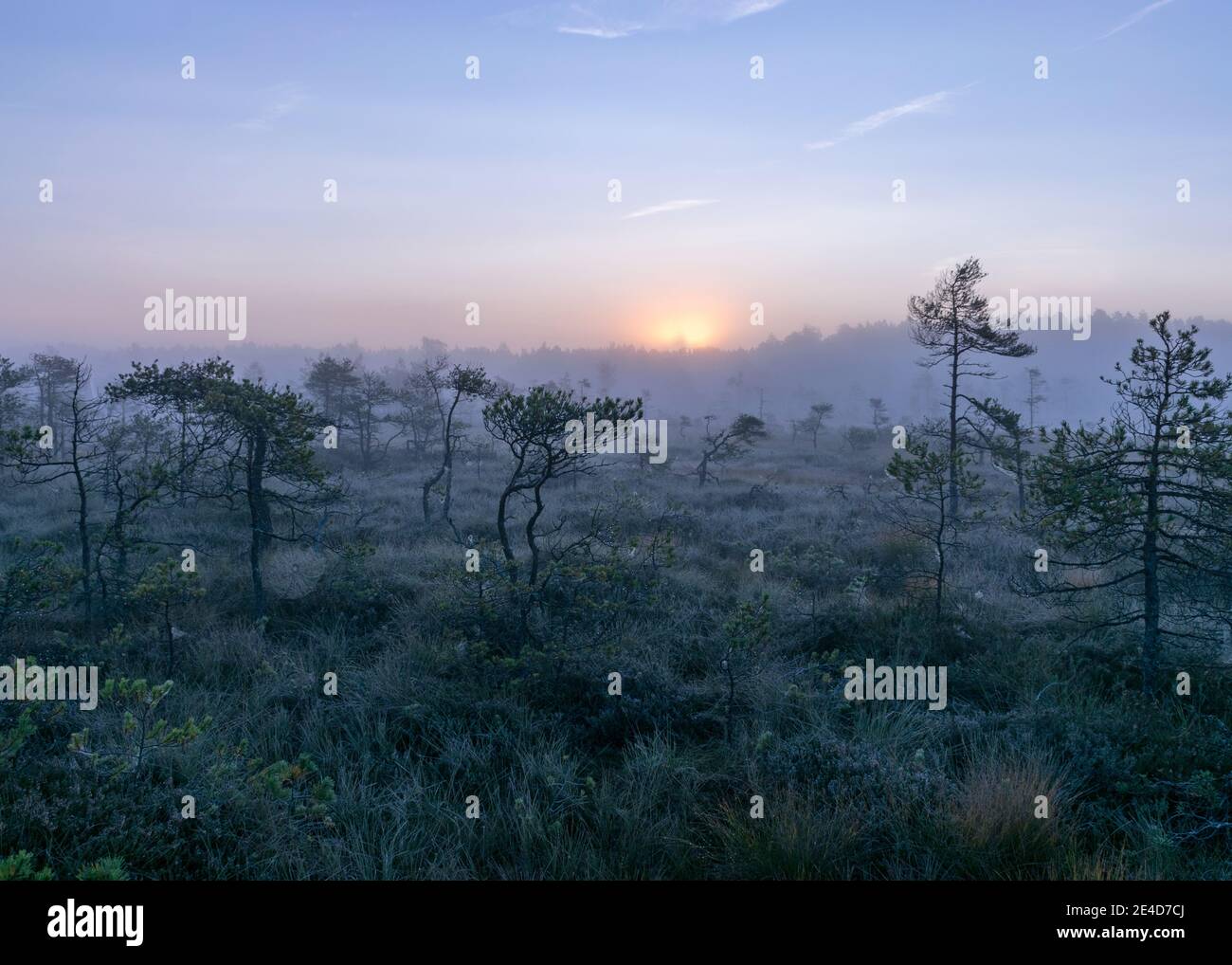 misty mire landscape with swamp pines and traditional mire vegetation ...