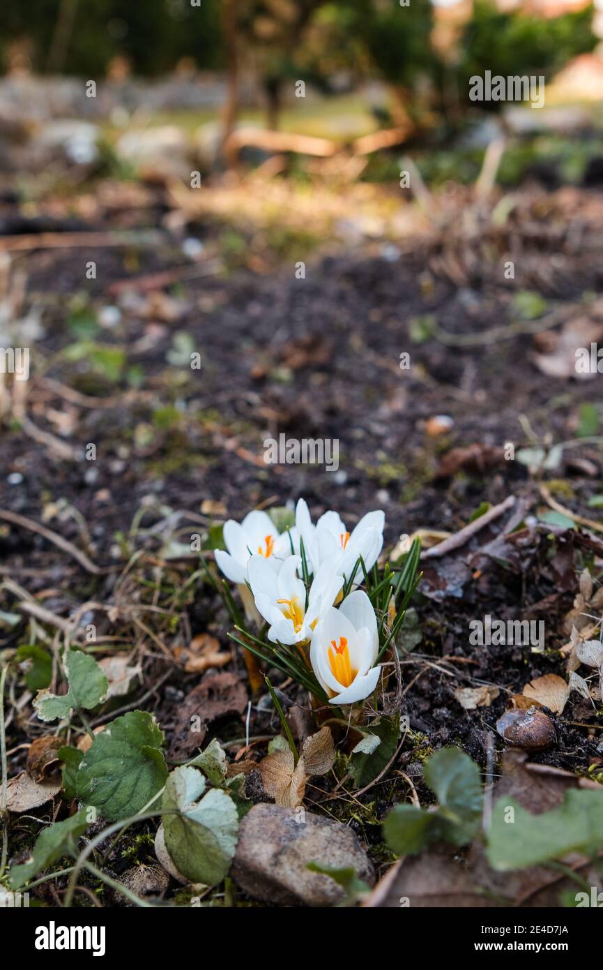 spring nature comes to life Stock Photo - Alamy