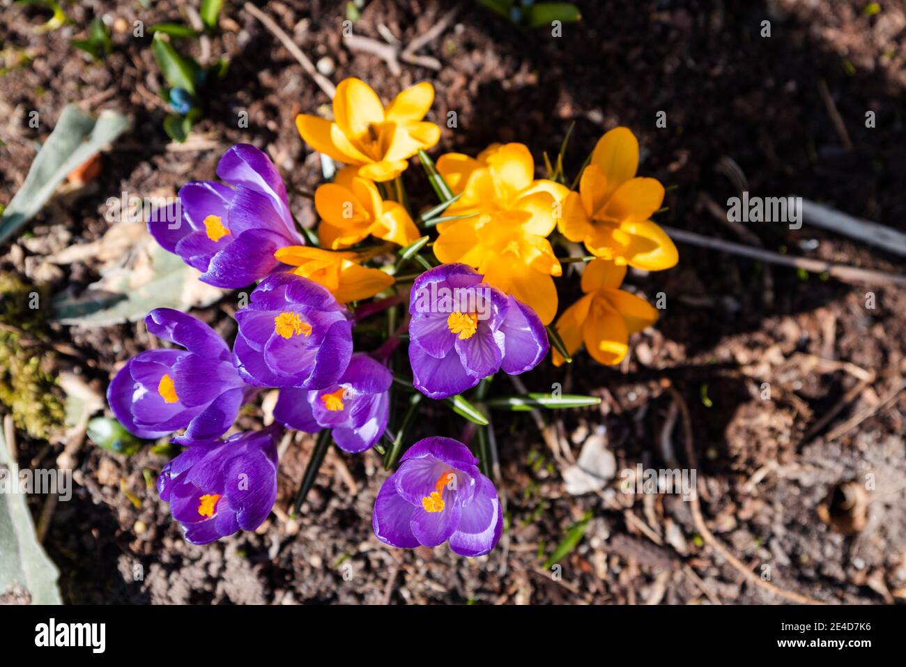 spring nature comes to life Stock Photo - Alamy