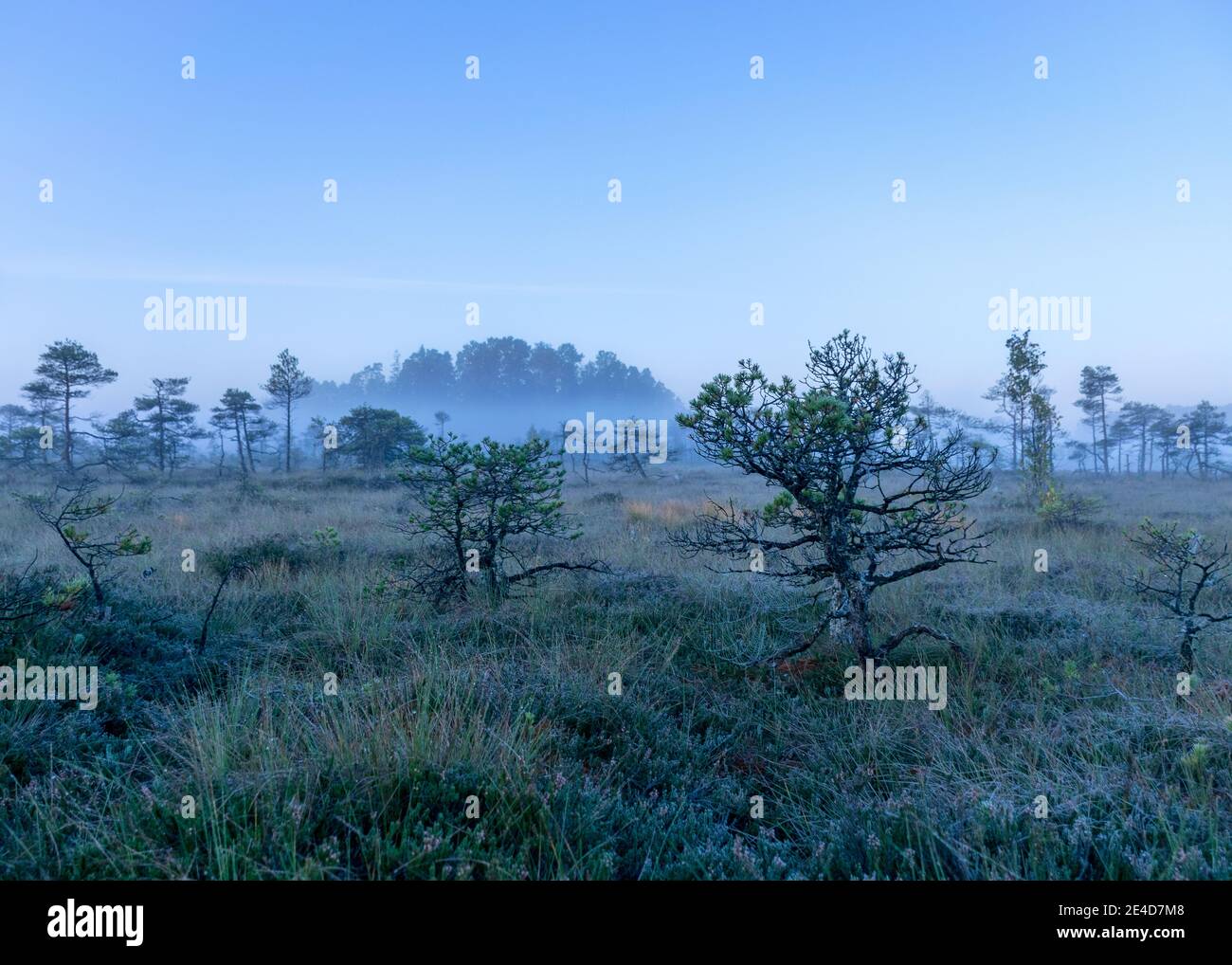 misty mire landscape with swamp pines and traditional mire vegetation ...