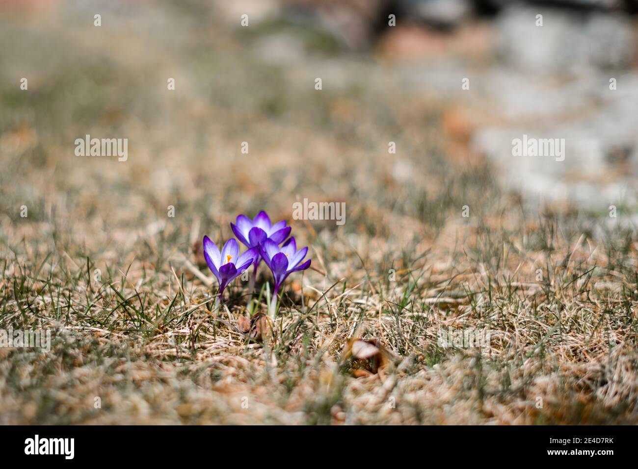 spring nature comes to life Stock Photo - Alamy