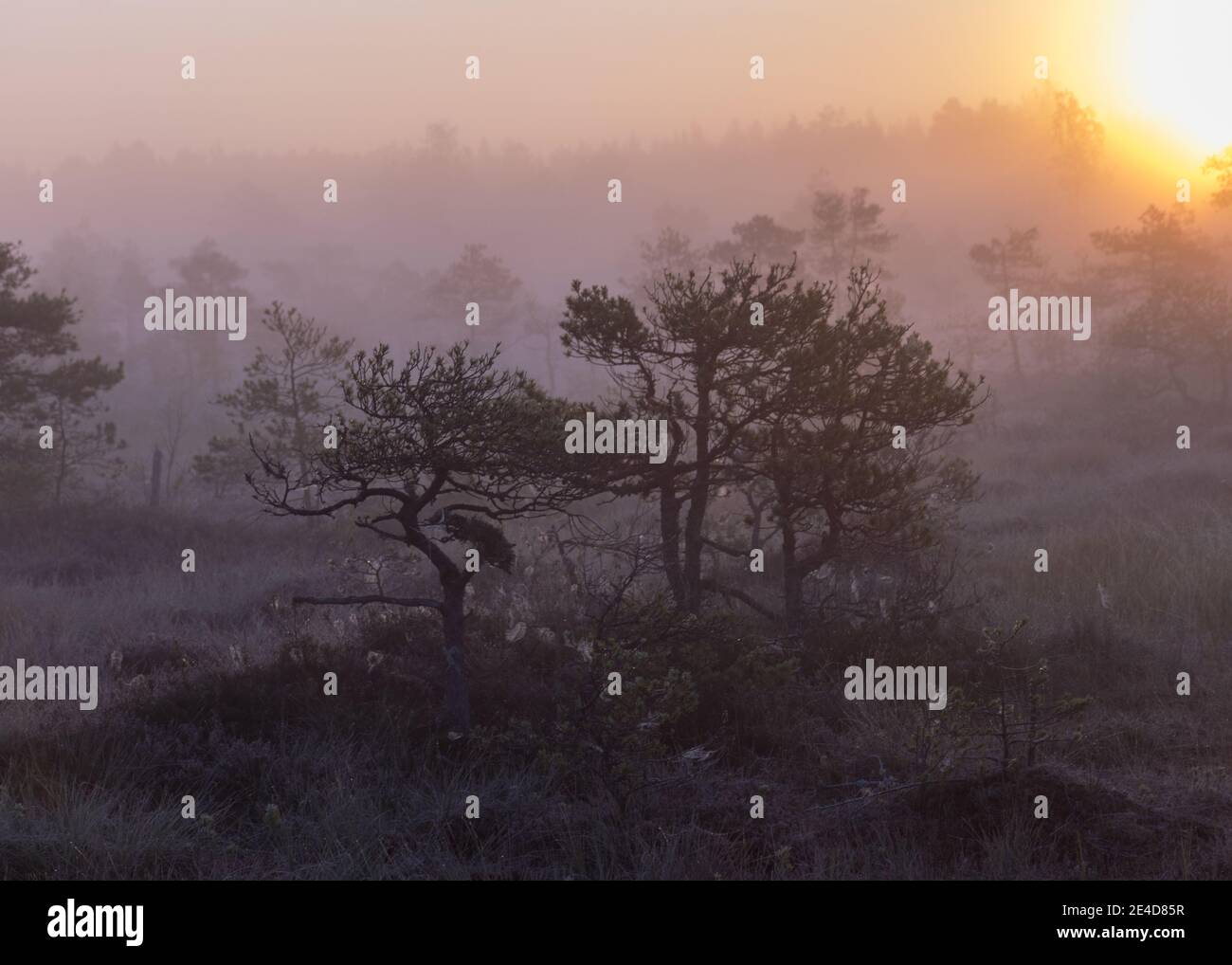 tree silhouettes at sunrise, misty bog landscape with swamp pines and ...