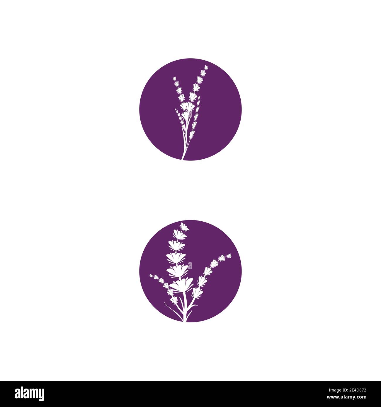 Modern lavender garden Cut Out Stock Images & Pictures - Alamy