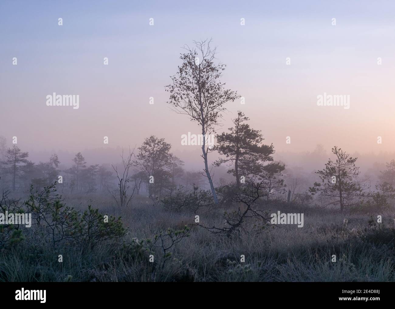 misty mire landscape with swamp pines and traditional mire vegetation ...