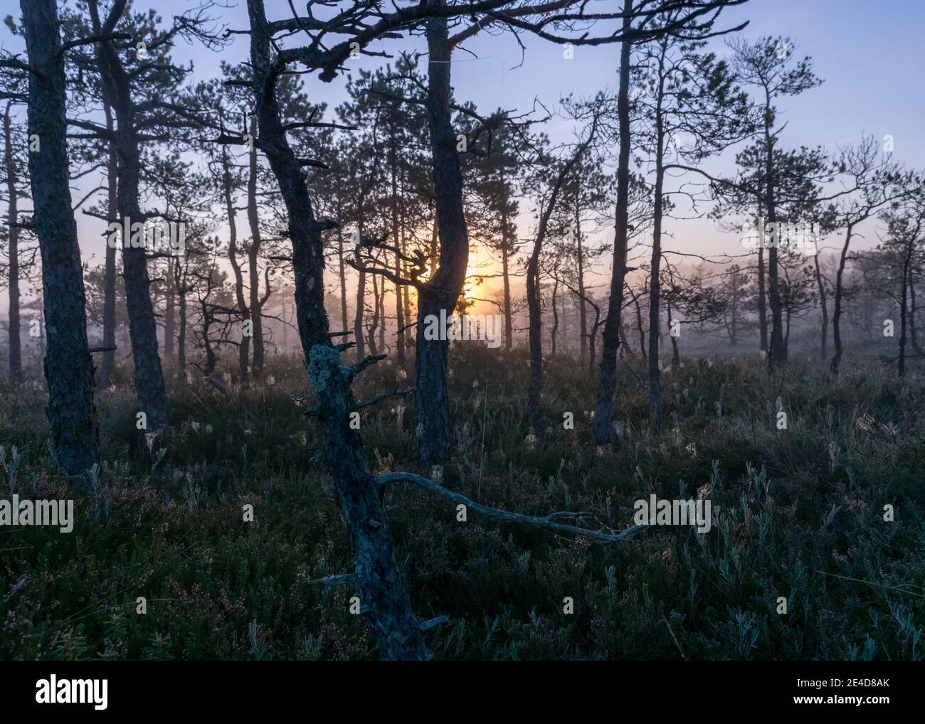 misty mire landscape with swamp pines and traditional mire vegetation ...