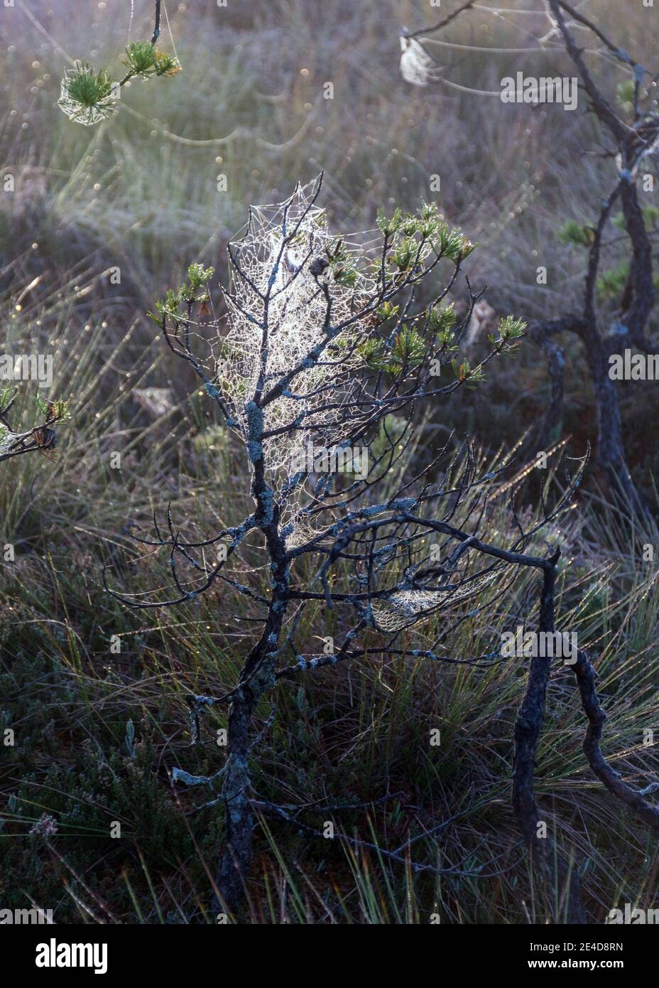 fine cobwebs between tree branches, misty bog landscape with swamp ...