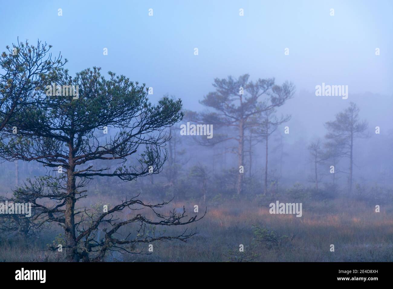 misty mire landscape with swamp pines and traditional mire vegetation ...