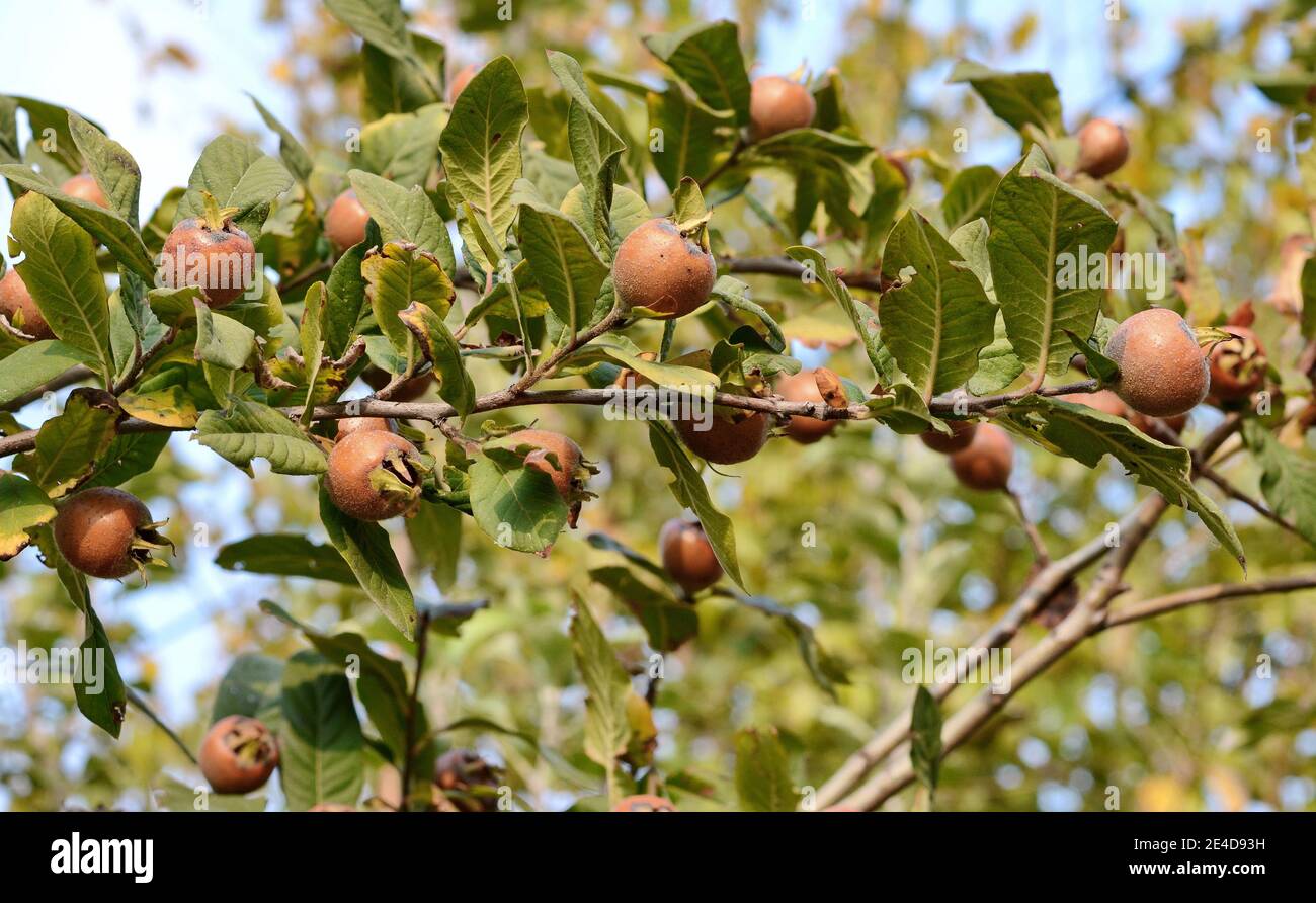 Medlar fruit in the branch of medlar tree Stock Photo - Alamy