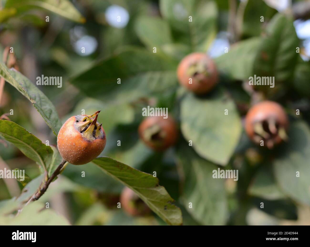 Medlar fruit in the branch of medlar tree Stock Photo - Alamy