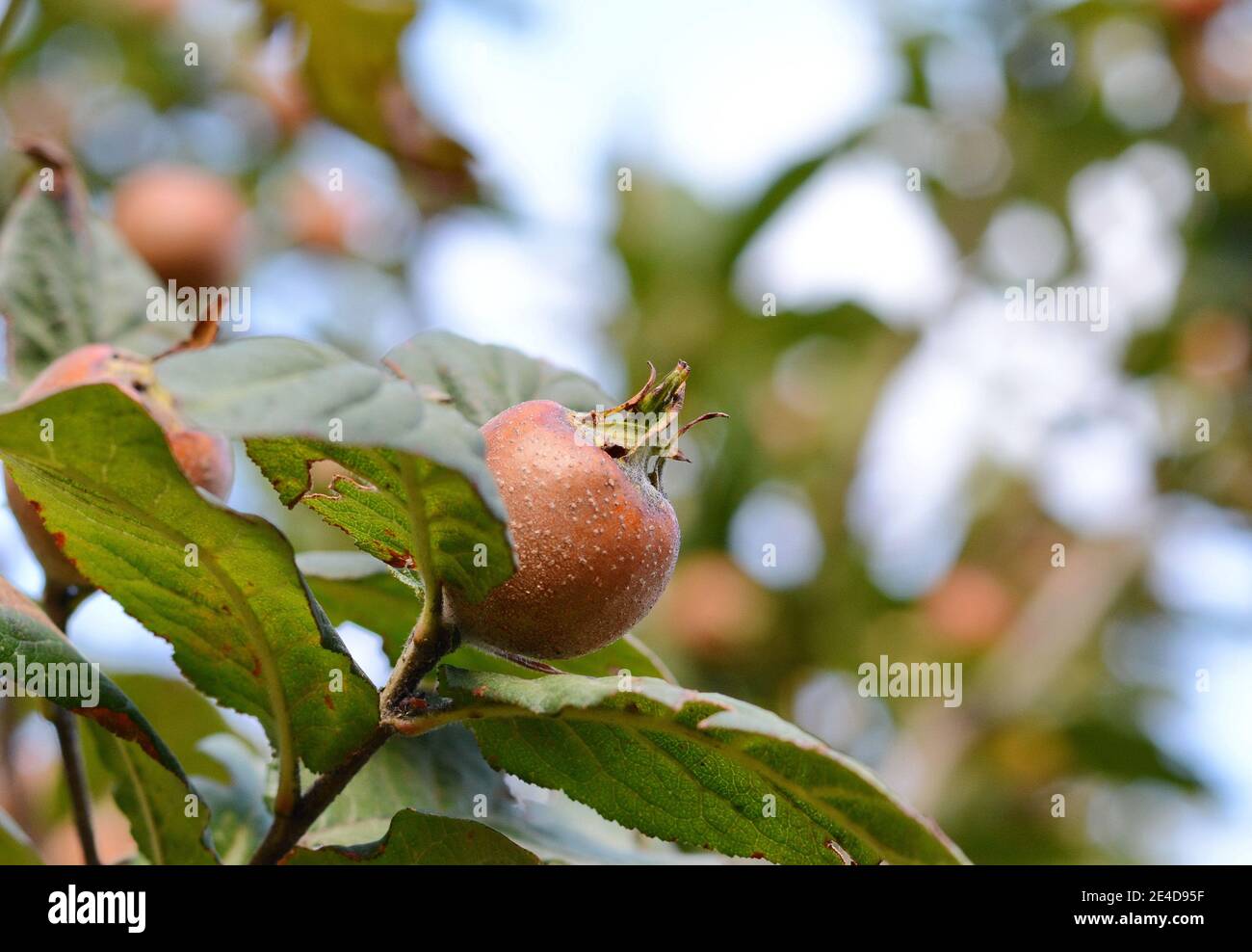 Medlar fruit in the branch of medlar tree Stock Photo - Alamy