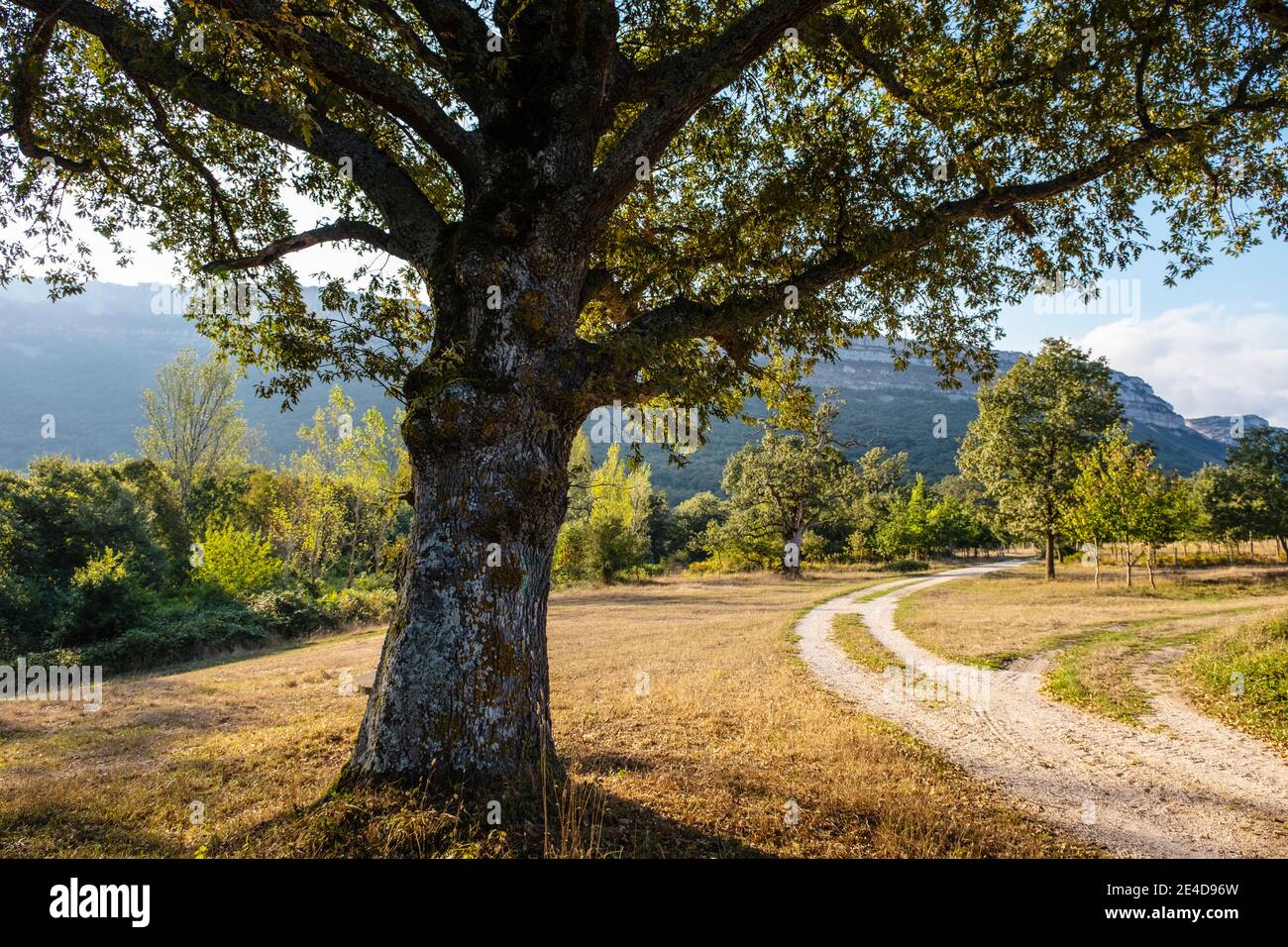 Trees in castilla and leon hi-res stock photography and images - Alamy