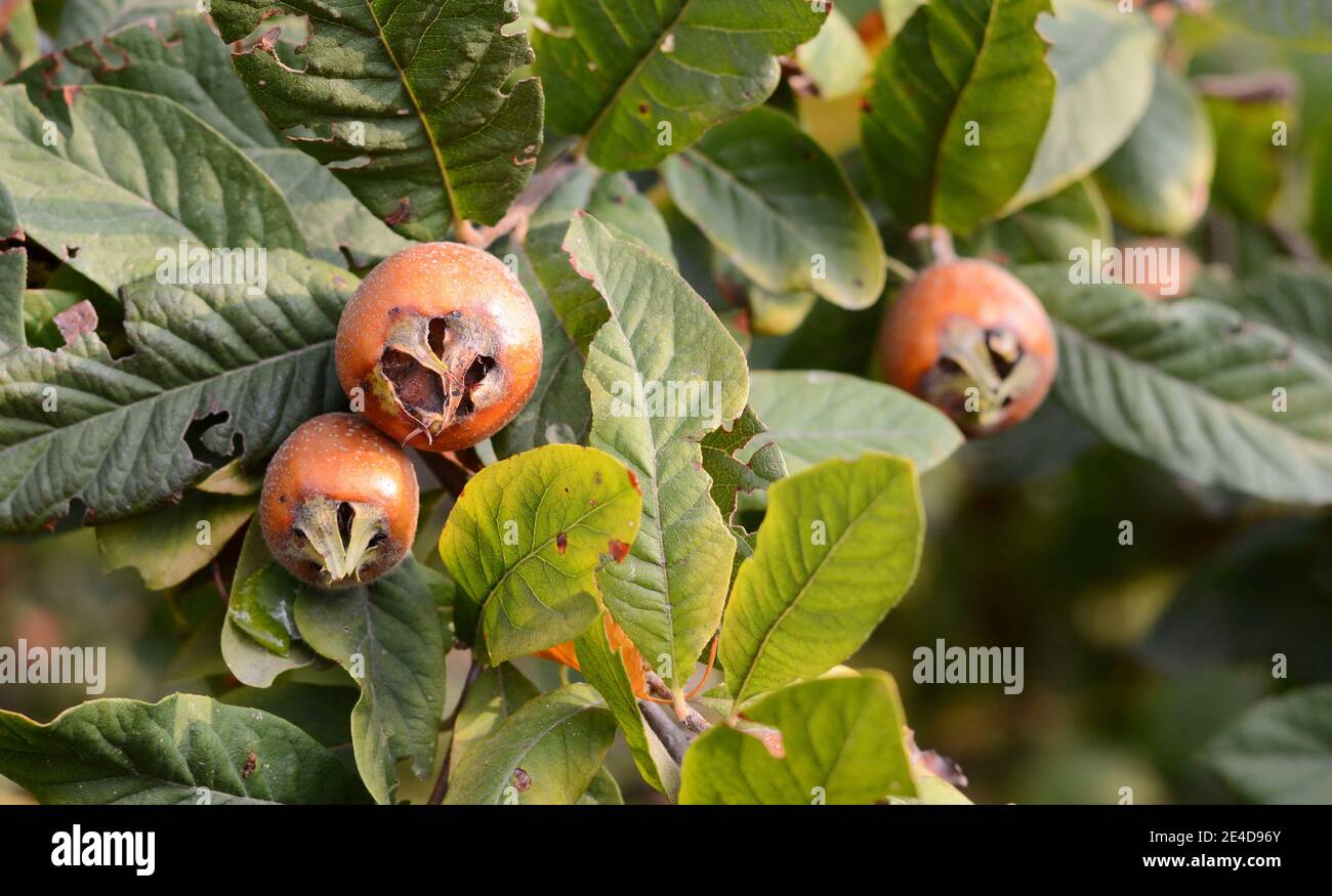 Medlar fruit in the branch of medlar tree Stock Photo - Alamy