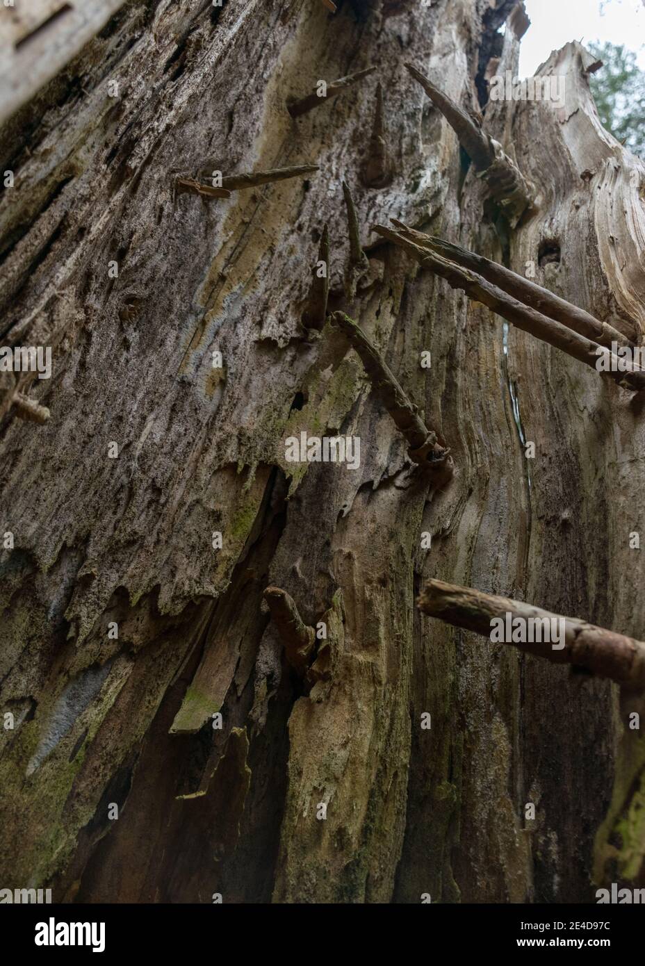 Old steamer trunk hi-res stock photography and images - Alamy