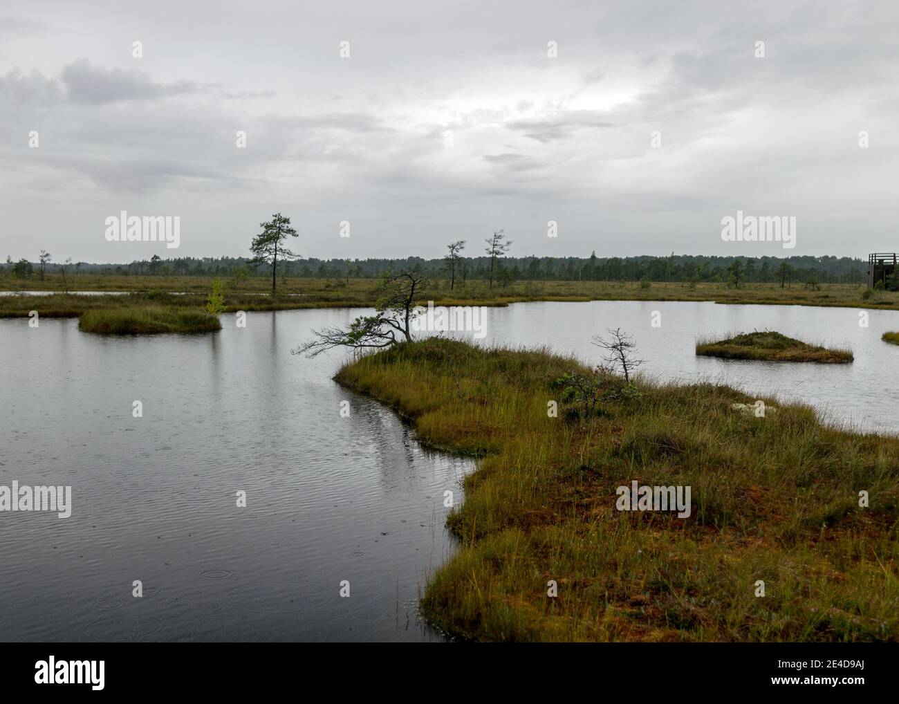 rainy day, rainy background, traditional bog landscape, bog lake in the ...