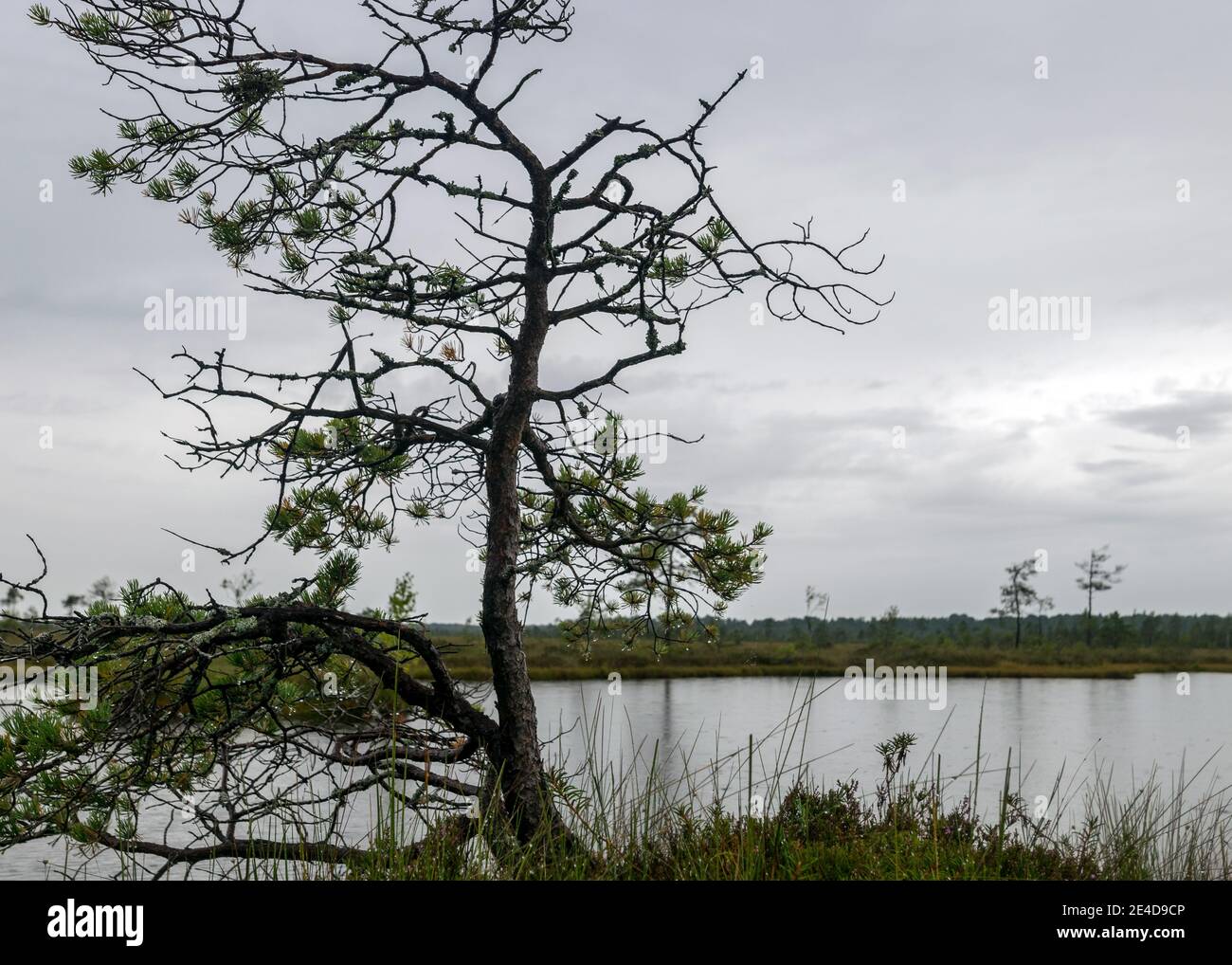 rainy day, rainy background, traditional bog landscape, bog lake in the ...