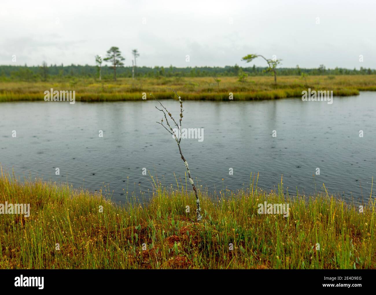rainy day, rainy background, traditional bog landscape, bog lake in the ...